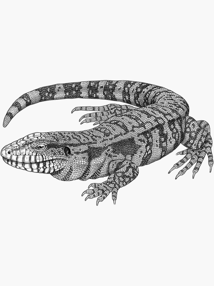 "Tegu" Sticker for Sale by TimJeffsArt | Redbubble