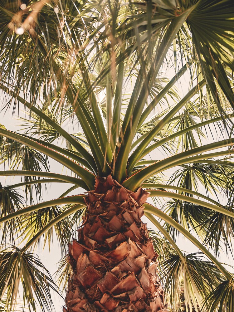 "tropical palm tree, island vsco aesthetic print" Sticker for Sale by ...