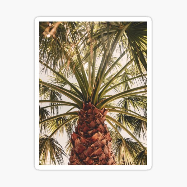 "tropical palm tree, island vsco aesthetic print" Sticker for Sale by ...
