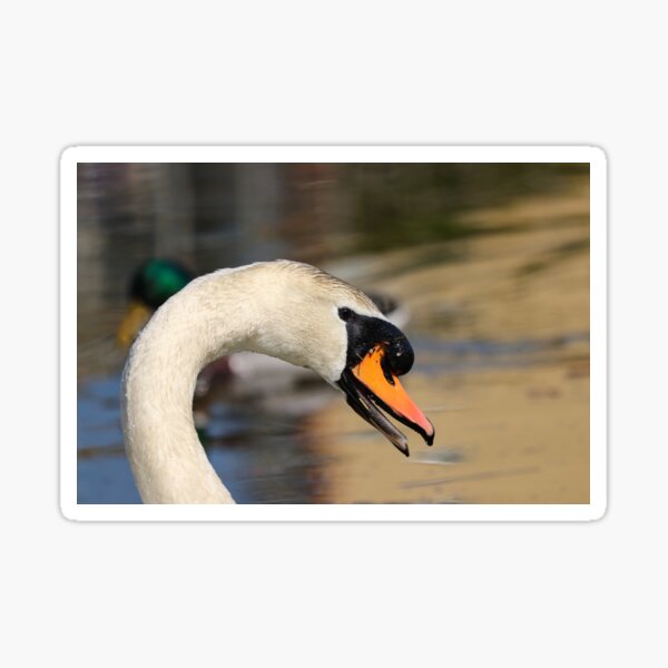"Angry swan" Sticker for Sale by GreyFeatherPhot | Redbubble