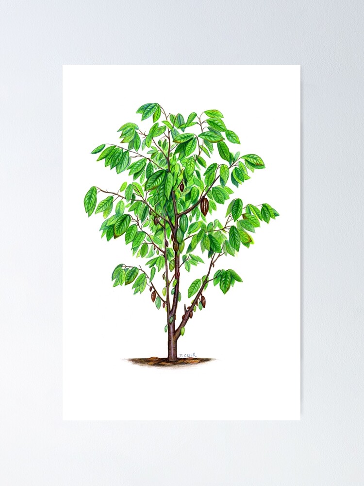 "Cacao Tree (Theobroma cacao)" Poster by edenart | Redbubble