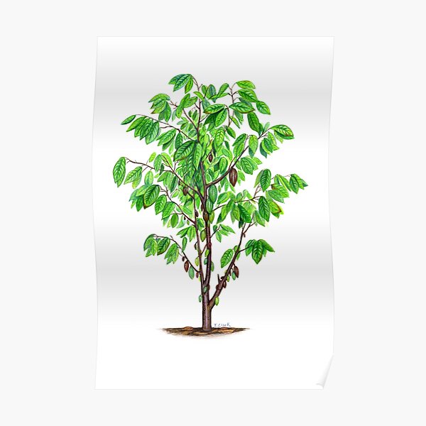 "Cacao Tree (Theobroma cacao)" Poster by edenart | Redbubble
