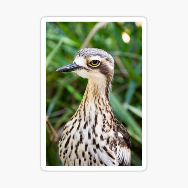 "Bush stone curlew bird." Sticker by sma1050 | Redbubble