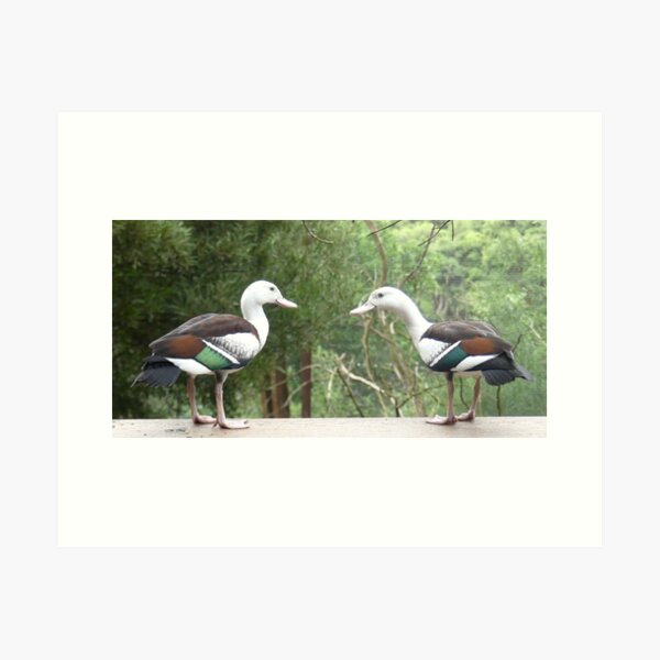 Shelduck Gifts & Merchandise | Redbubble