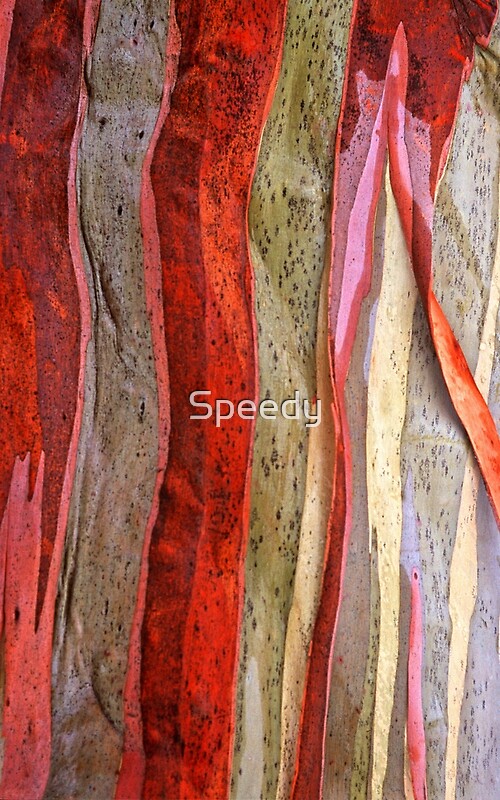 "Alpine snowgum bark detail-1" by Speedy | Redbubble