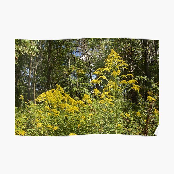 "Giant Goldenrod Wildflower - Solidago gigantea" Poster for Sale by ...