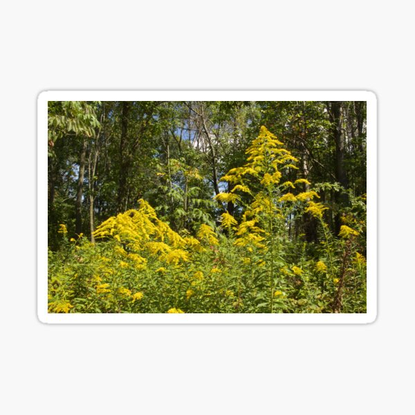 "Giant Goldenrod Wildflower - Solidago gigantea" Sticker for Sale by ...
