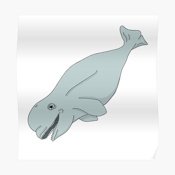 "Beluga Whale Guy" Poster for Sale by balugadesign | Redbubble