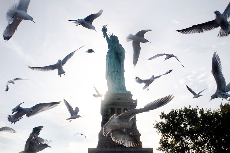 "Statue of Liberty with Birds: NYC" by brotherbrain | Redbubble