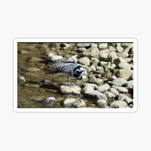 "Bird Wagtails" Sticker for Sale by Rebrun | Redbubble