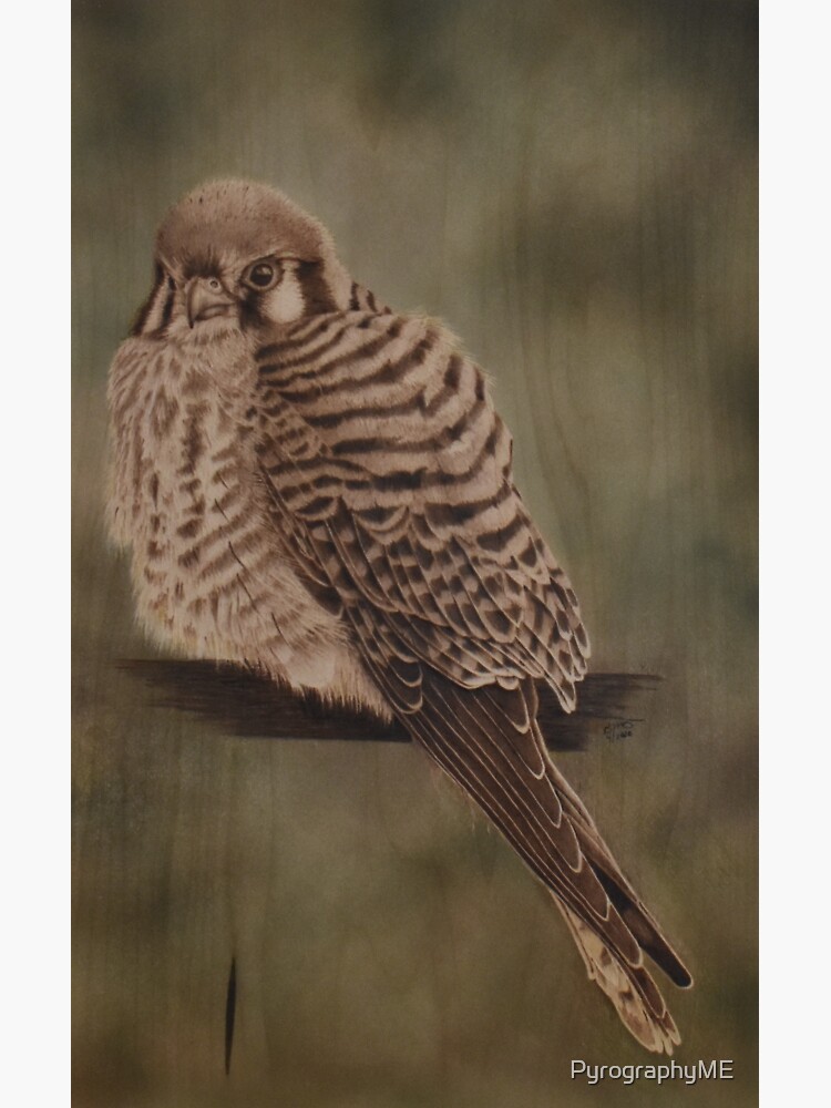 "Kestrel Hawk pyrography and airbrush art" Sticker for Sale by ...