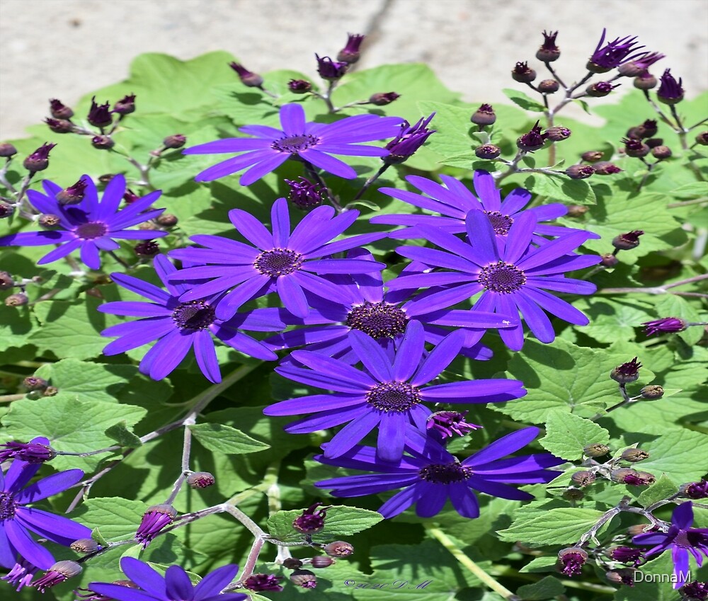 "Senetti Deep Blue Pericallis " by DonnaM | Redbubble
