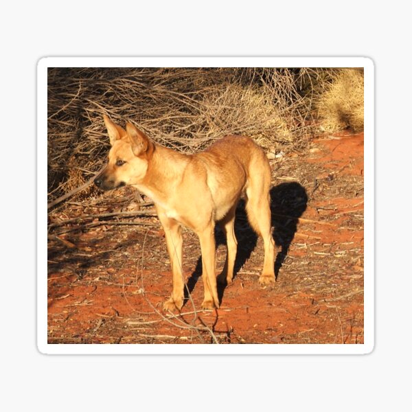 "Ringo the Dingo" Sticker for Sale by Rosdenphoto | Redbubble
