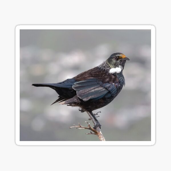 "Tui Bird (2) - New Zealand" Sticker by JosetteHalls | Redbubble