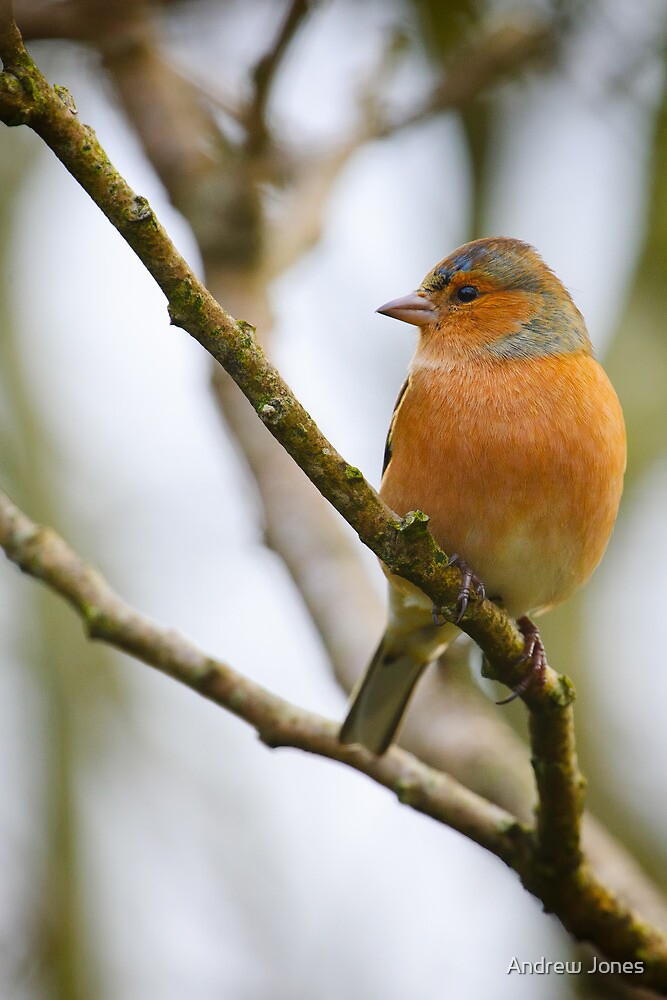 "Chaffinch, The Rower, County Kilkenny, Ireland" by Andrew Jones ...