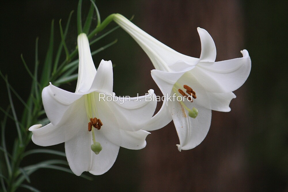 "Wild Lilies Growing In The Bush" by Robyn J. Blackford | Redbubble