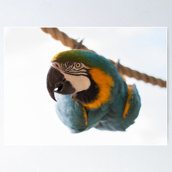 "Always Know Your Opponent" Poster for Sale by lindsey partridge ...