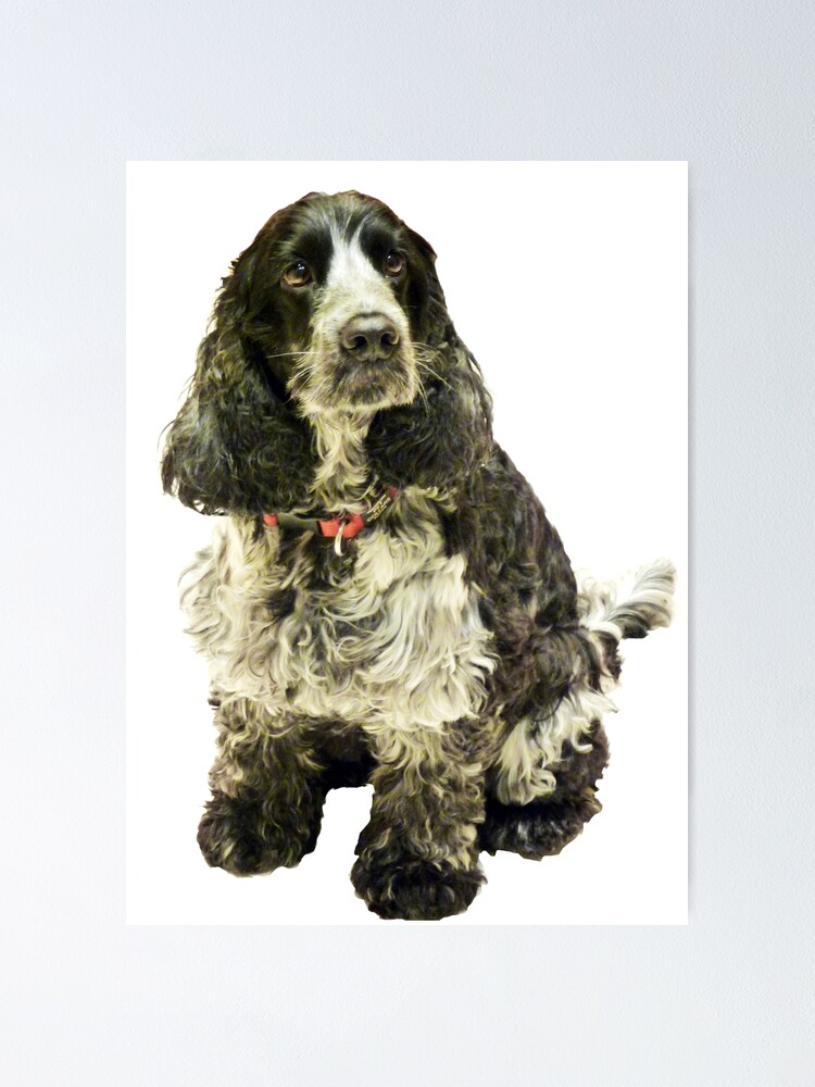 "Cocker Spaniel" Poster by MrFlippy | Redbubble