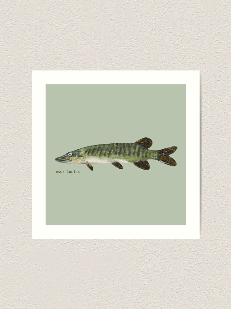 "Northern pike watercolor drawing" Art Print for Sale by ancekalnina ...