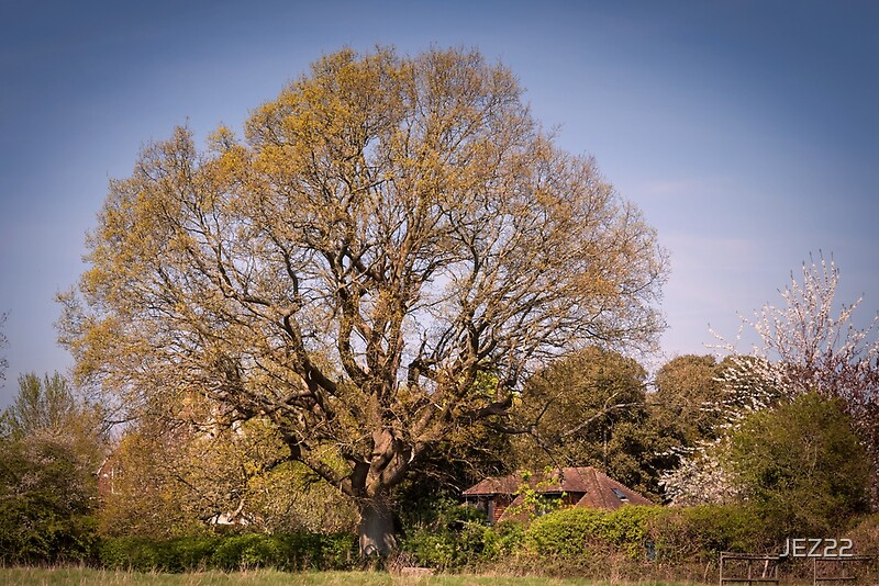"Big Ttree" by JEZ22 | Redbubble