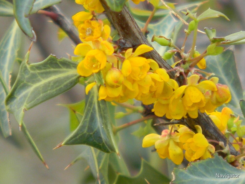 "Agarita or Wild Currant - Texas Native Shrub" by Navigator | Redbubble