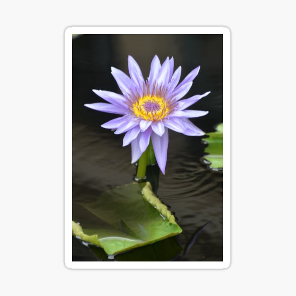 "Purple Water Lily" Sticker for Sale by ginawaltersdorf | Redbubble