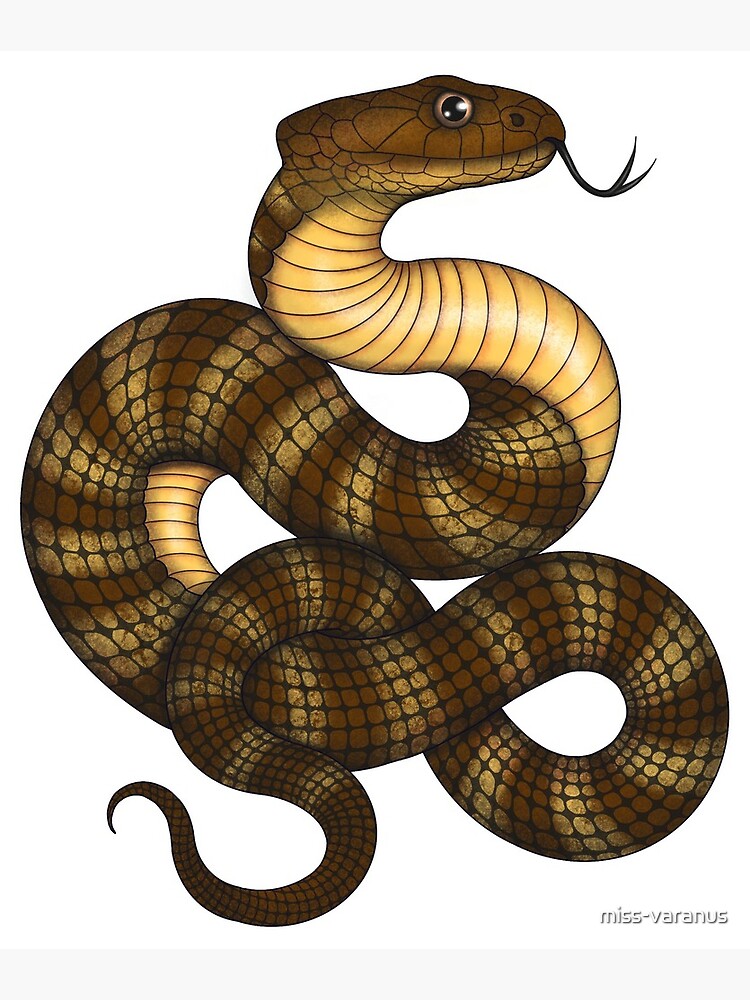 "Tiger Snake " Photographic Print for Sale by miss-varanus | Redbubble