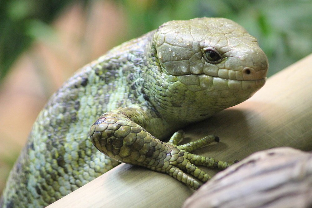 "Prehensile Tailed Skink" by Edith Reynolds | Redbubble