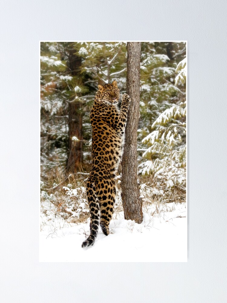 "Amur Leopard And His Tree" Poster for Sale by WesDotPhotos | Redbubble