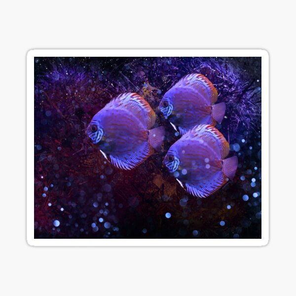 "Schooling Purple Discus Fish" Sticker for Sale by Digital-designs ...