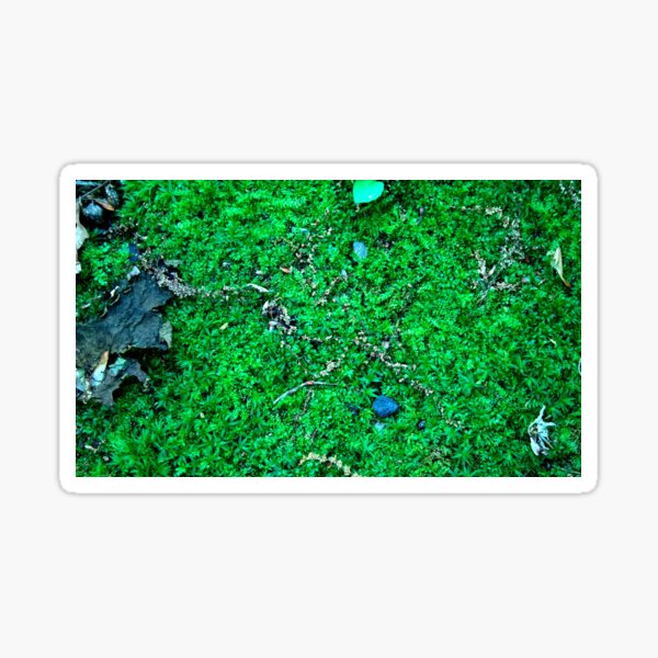 Artistic Creations by Lisa Shop | Redbubble