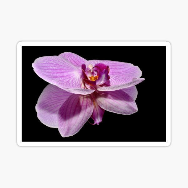 "Orkide-Flower" Sticker for Sale by abshir | Redbubble