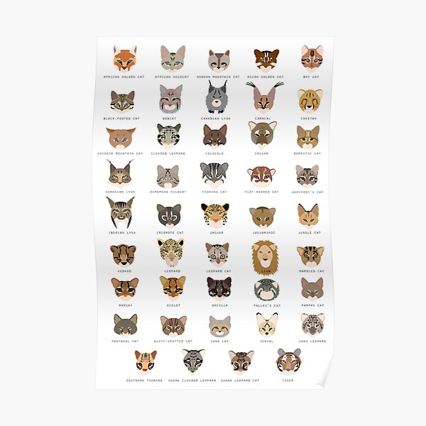 "Cat Species Light Background" Poster for Sale by babybigfoot | Redbubble