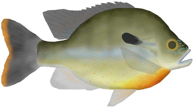 "Redbreast Sunfish" by fishfolkart | Redbubble