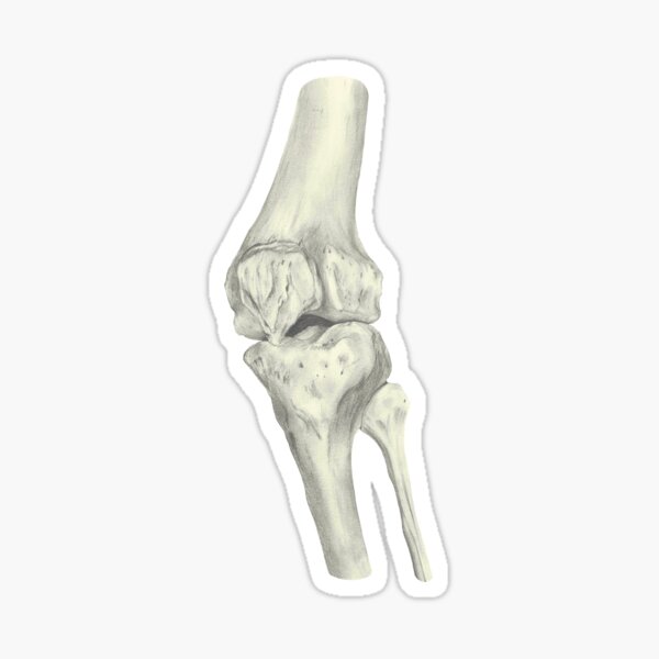 "Knee, Pencil and Paper" Sticker for Sale by ThomasMcDermott | Redbubble