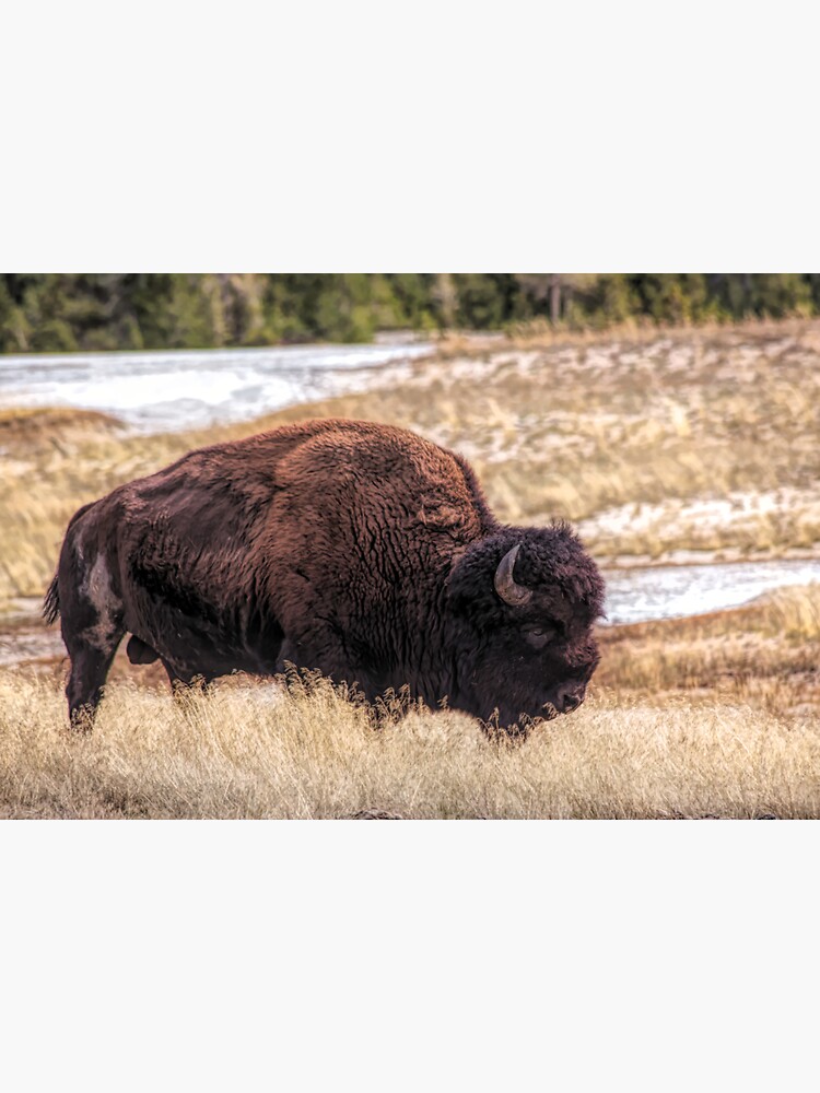 "Modified Buffalo" Sticker by artistallen | Redbubble