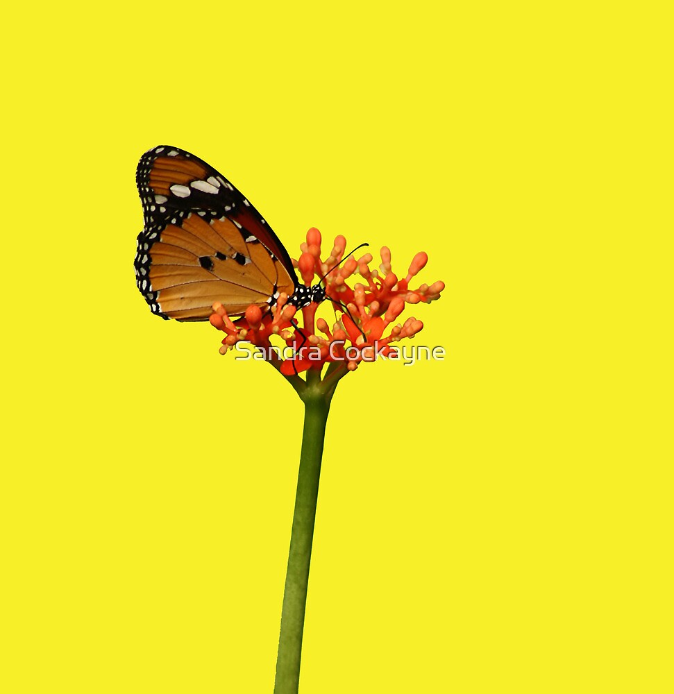 "African Monarch on Tropical Flower" by Sandra Cockayne | Redbubble