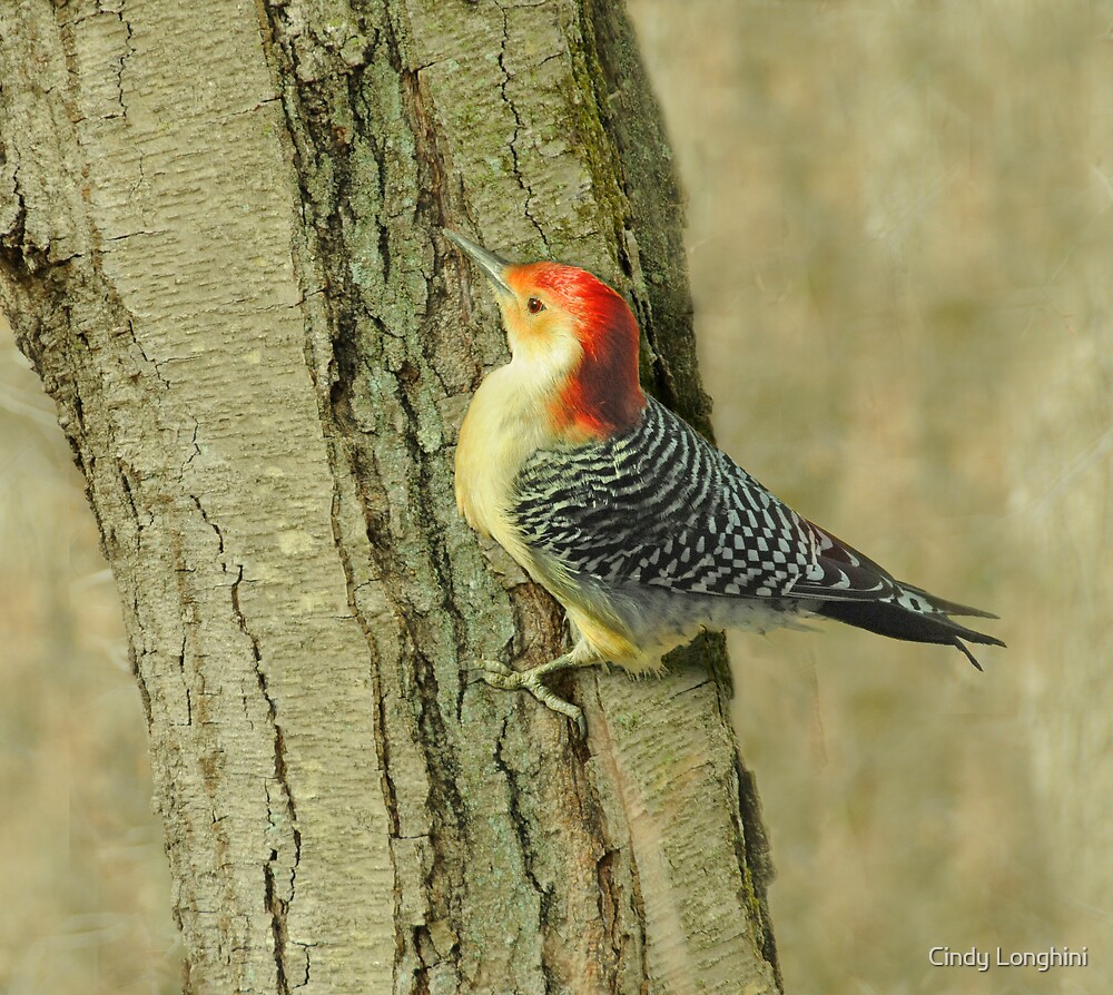 "Big Daddy Red Headed Woodpecker" by Cindy Longhini | Redbubble