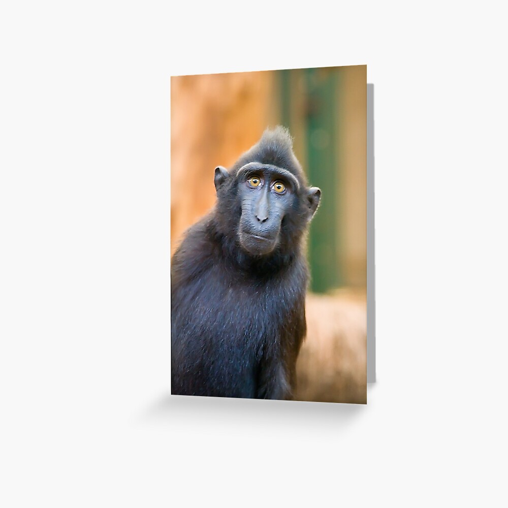 "Monkey" Greeting Card for Sale by stuartmac | Redbubble