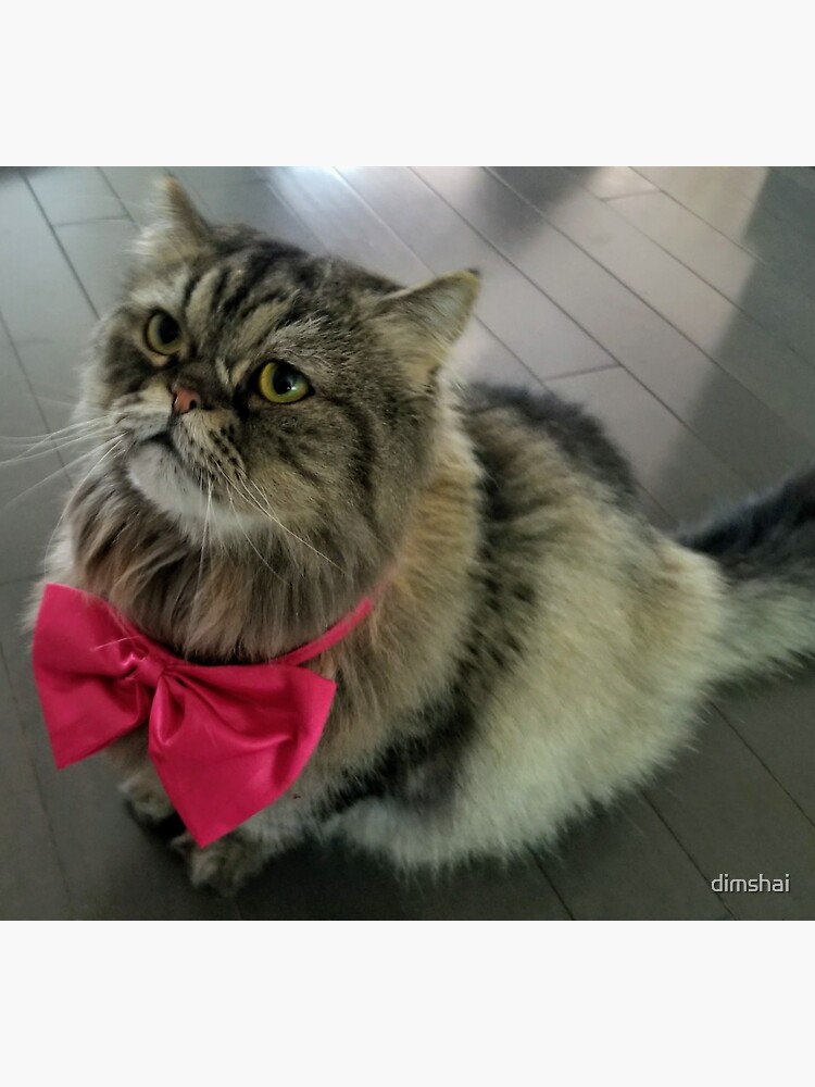 "Cat with a red bow" Sticker for Sale by dimshai | Redbubble