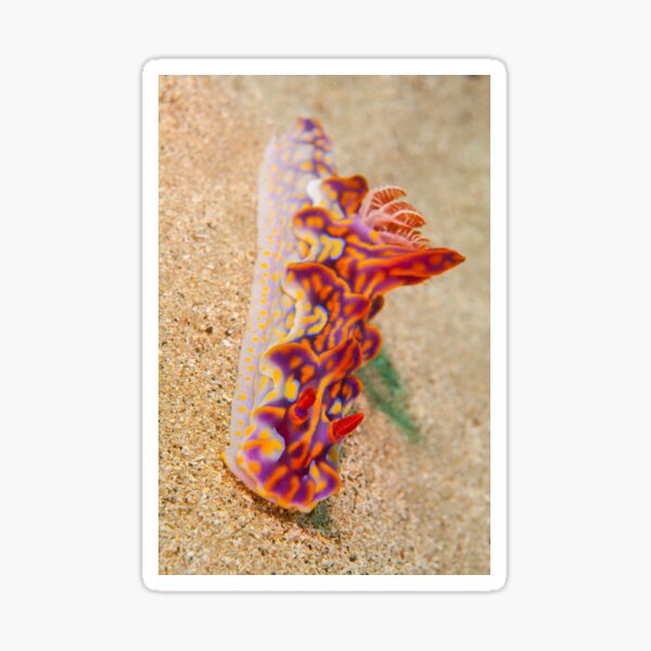"Nudibranch - Miamira magnifica" Sticker by andrewtj | Redbubble