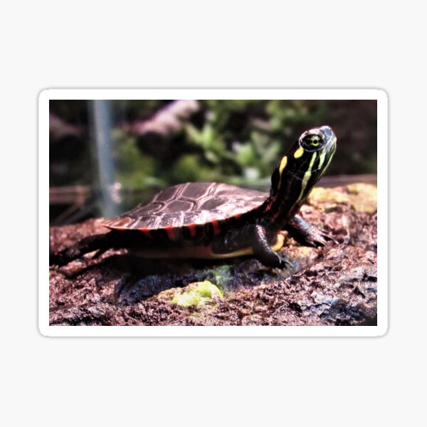 "Turtle" Sticker for Sale by catiebird95 | Redbubble