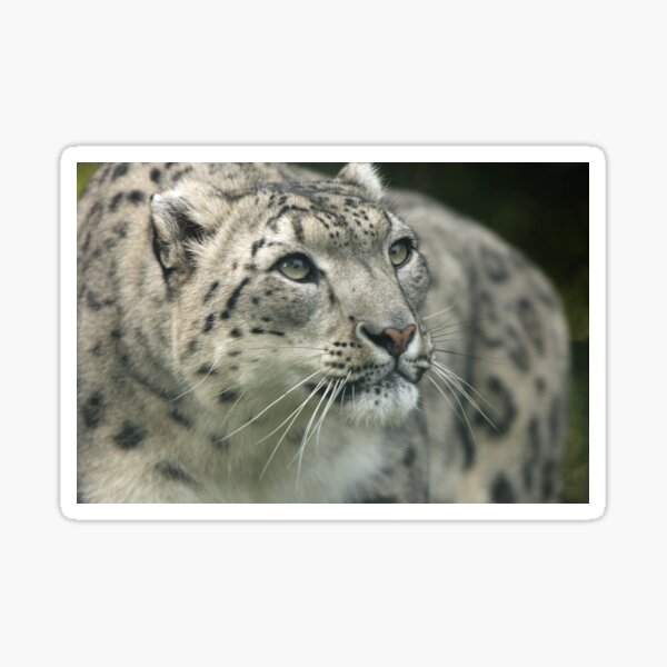 "Leila" Sticker by Tsuki23189 | Redbubble