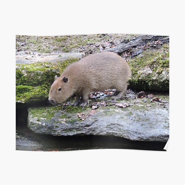 "Baby Capybara" Poster for Sale by CreativeEm | Redbubble