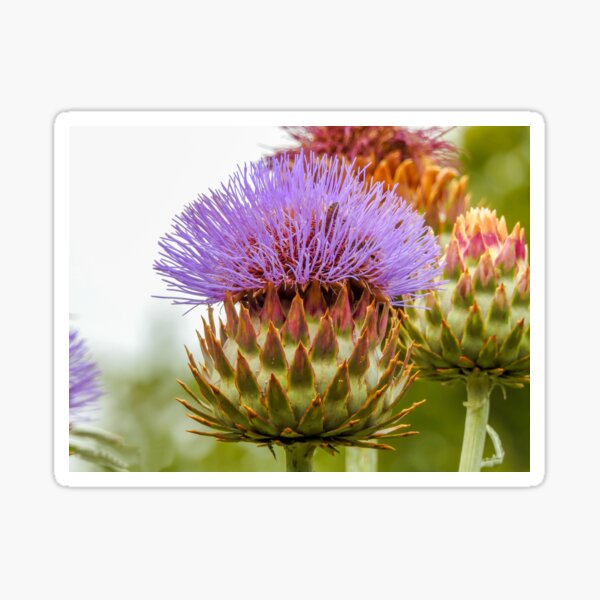 "Close up of thistle plant" Sticker by RezieMart | Redbubble