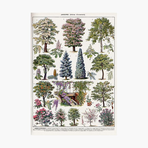 "vintage tree poster" Photographic Print by maximusfield | Redbubble