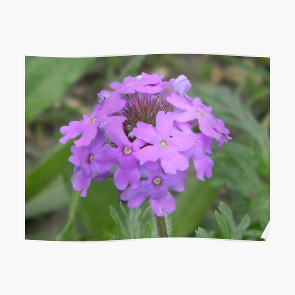 "Wild Verbena Close-up" Poster for Sale by Navigator | Redbubble