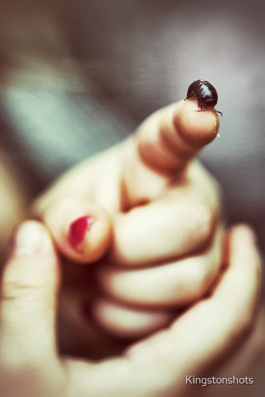 "Roly Poly" by Kingstonshots | Redbubble