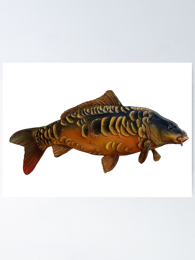 "Mirror carp" Poster by Inkfish Art | Redbubble