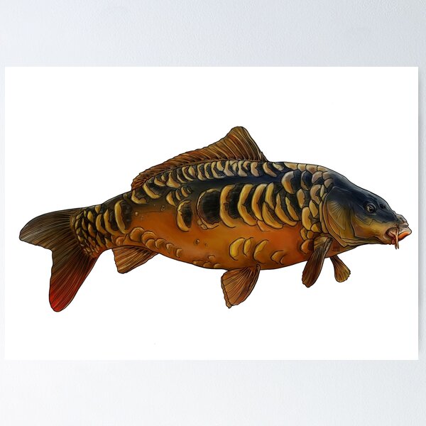 "Mirror carp" Poster by Inkfish Art | Redbubble
